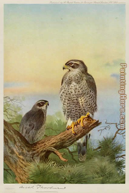 Archibald Thorburn Goshawk painting anysize 50% off - Goshawk painting ...